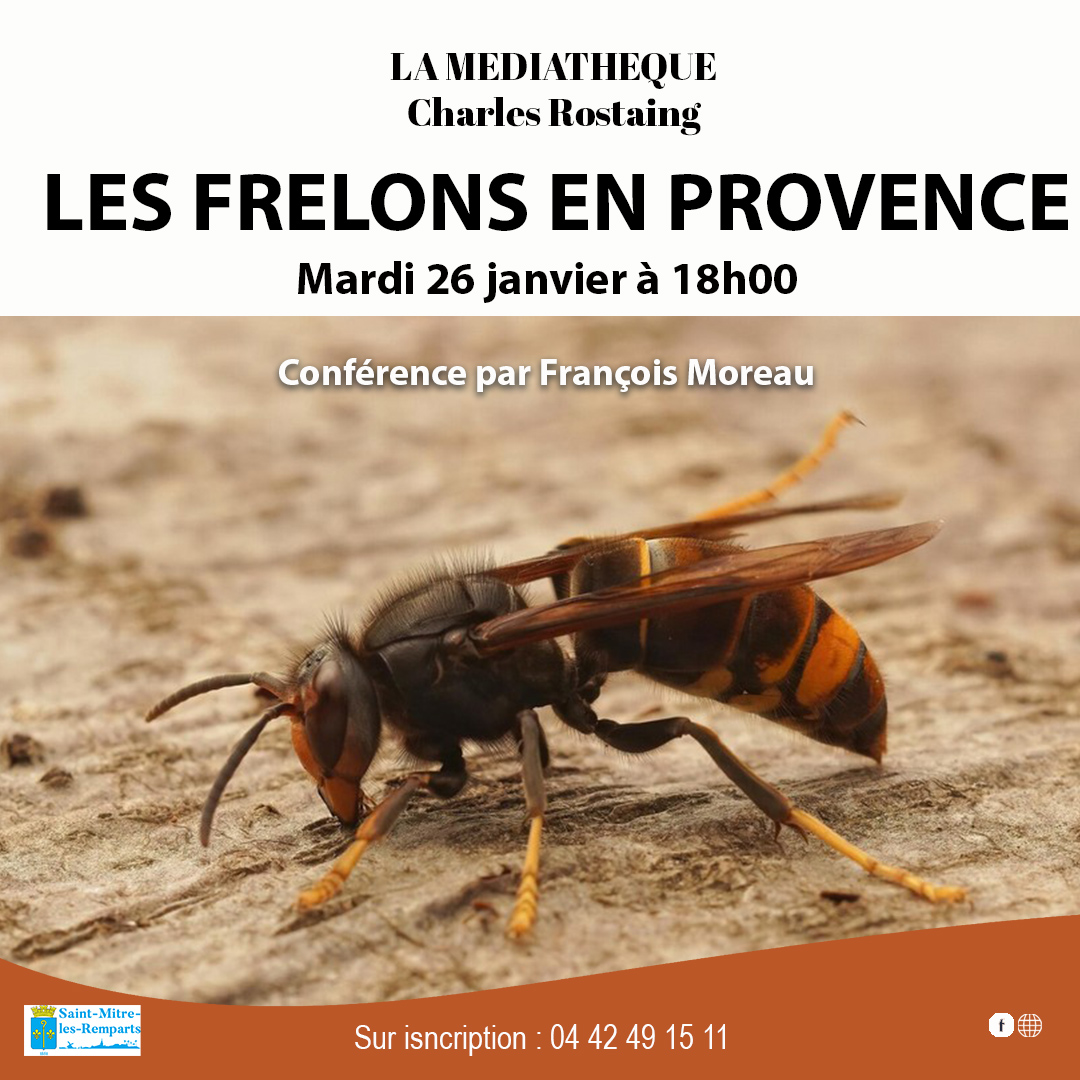 Conférence | Les frelons en Provence | Mairie de Saint-Mitre-les-Remparts